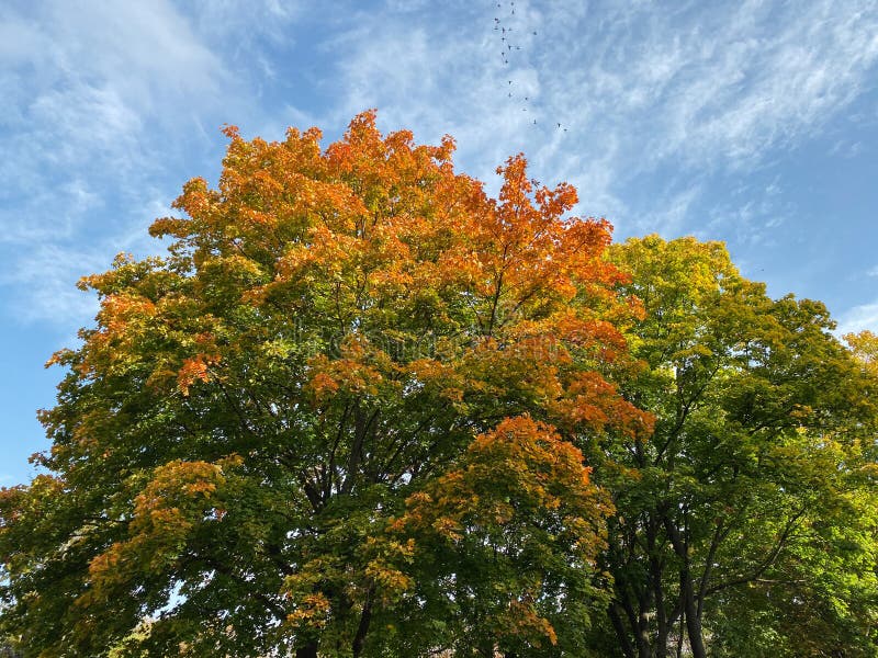 Deciduous Tree in Autumn Colors Stock Photo - Image of woodland ...