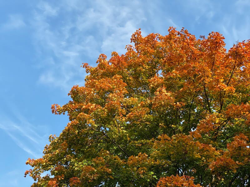 Deciduous Tree in Autumn Colors Stock Image - Image of colored, foliage ...