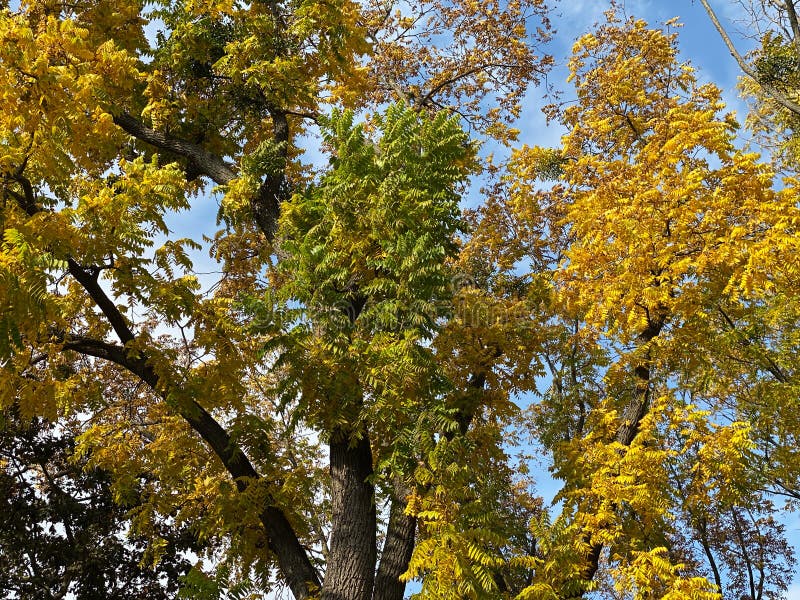 Deciduous Tree in Autumn Colors Stock Photo - Image of lush, landscape ...