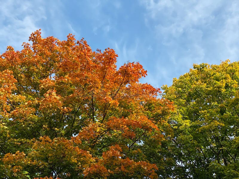 Deciduous Tree in Autumn Colors Stock Image - Image of colored, foliage ...