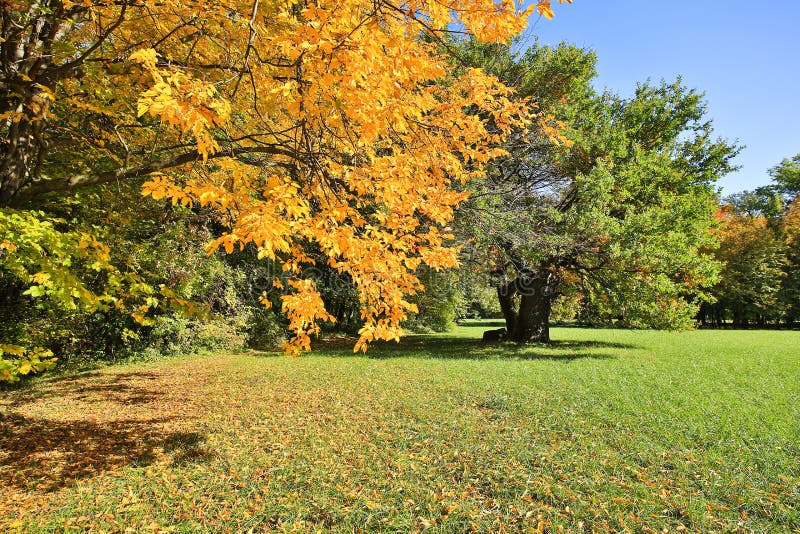 Deciduous tree in autumn stock photo. Image of october - 34441442
