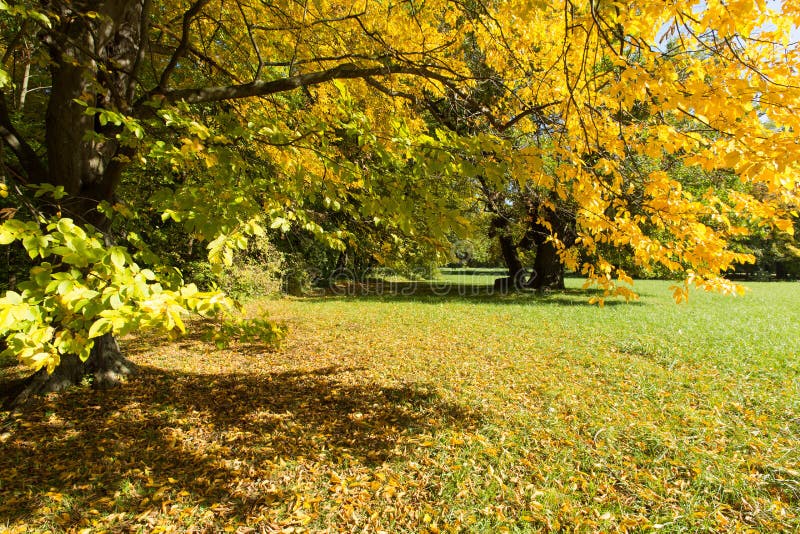 Deciduous tree in autumn stock photo. Image of autumn - 34441514