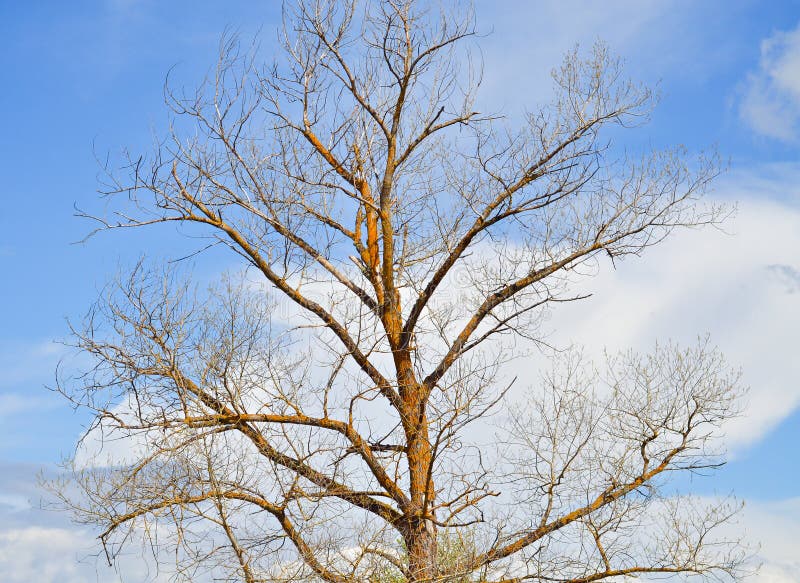 Deciduous tree stock image. Image of season, bare, single - 55403233