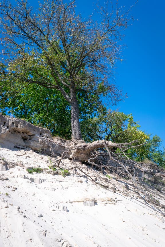 Deciduous Tree with Bare Roots on Edge of Cliff. Problem of Soil ...
