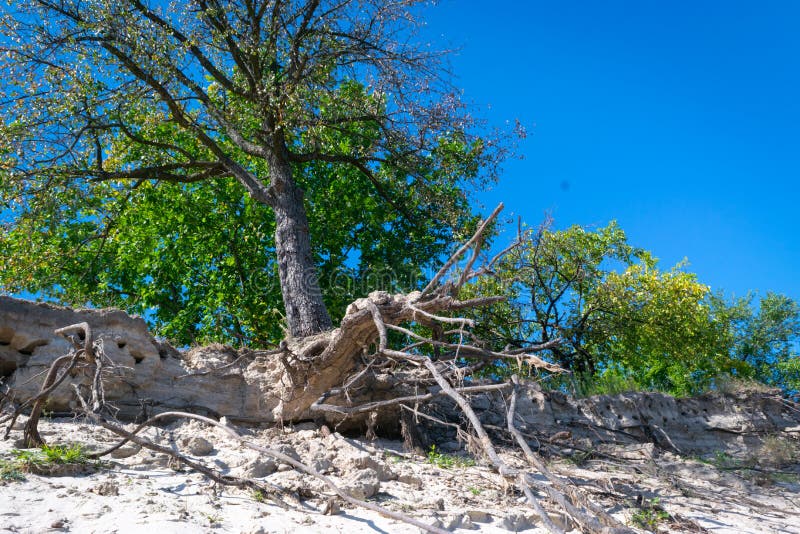 Deciduous Tree with Bare Roots on Edge of Cliff. Problem of Soil ...