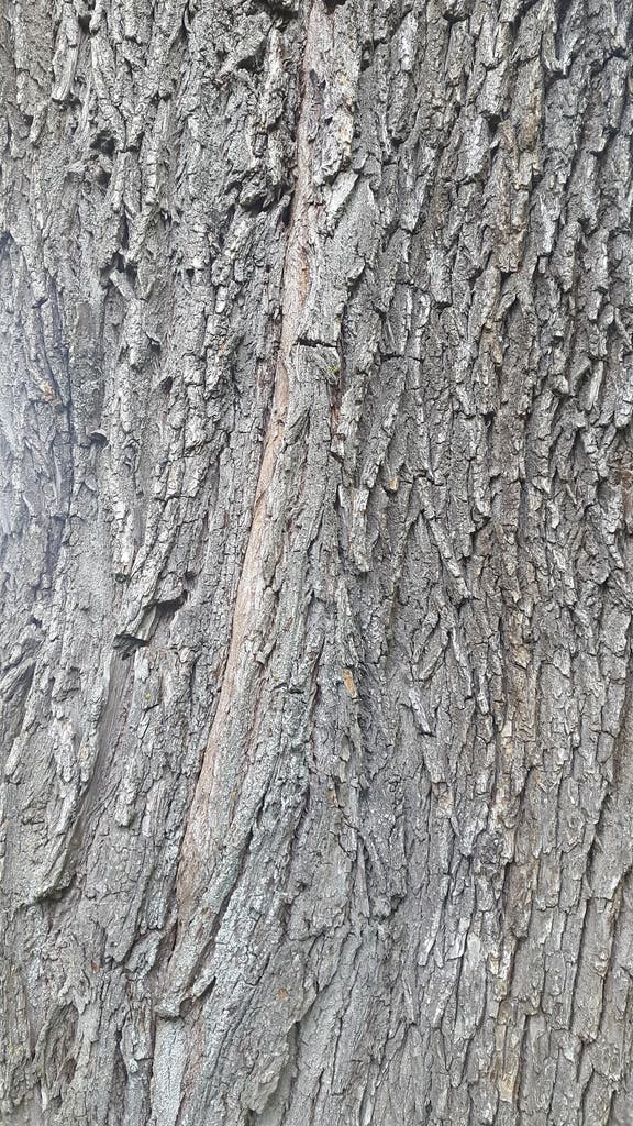 Deciduous Tree Bark. Tree Bark Texture Stock Photo - Image of backdrop ...