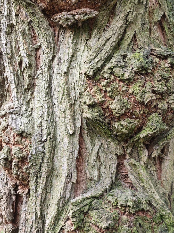 Deciduous Tree Bark. Tree Bark Texture Stock Photo - Image of detail ...