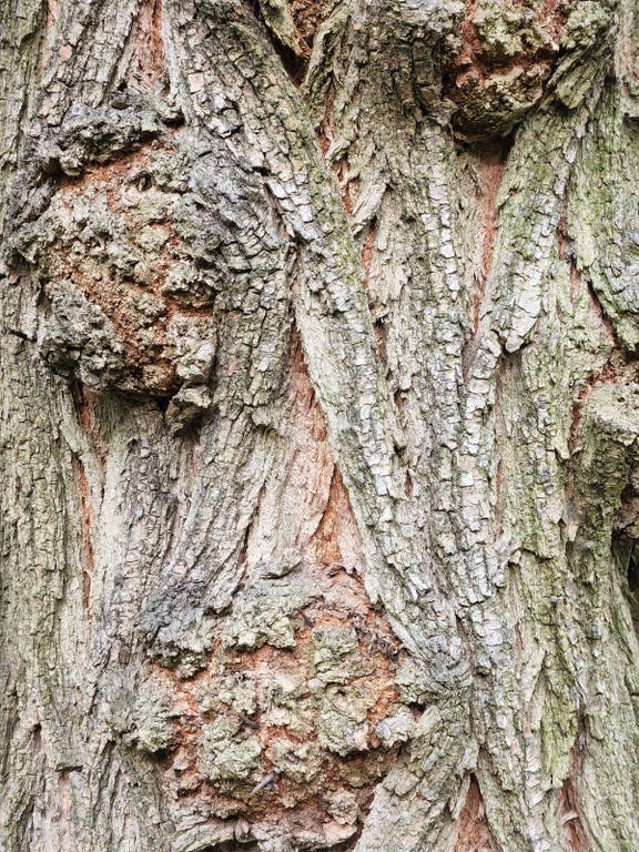 Deciduous Tree Bark. Tree Bark Texture Stock Photo - Image of natural ...