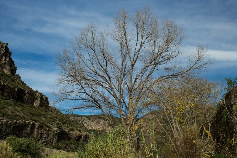 Waiting for Spring, Explosion of Life Stock Photo - Image of leaf ...