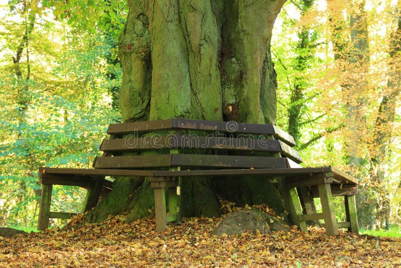 Deciduous tree and bench stock photo. Image of halcyon - 267523016