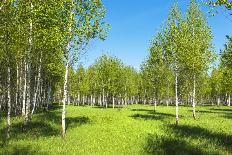 Deciduous Tree Birch ( Lat. Betula ) Stock Image - Image of young ...
