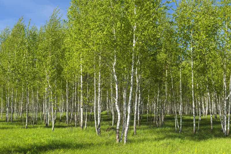 Deciduous Tree Birch ( Lat. Betula ) Stock Image - Image of grass, wild ...