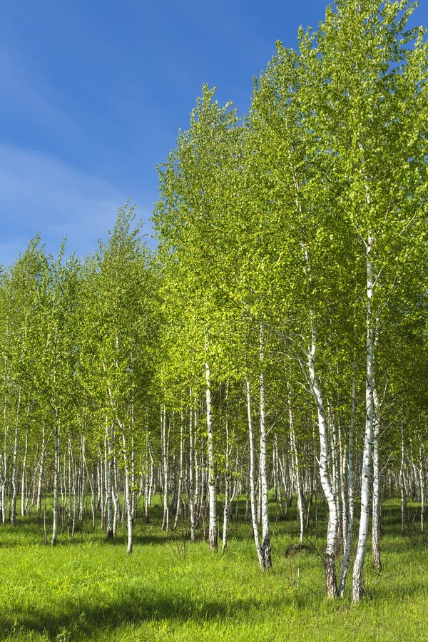 Deciduous Tree Birch ( Lat. Betula ) Stock Image - Image of betula ...