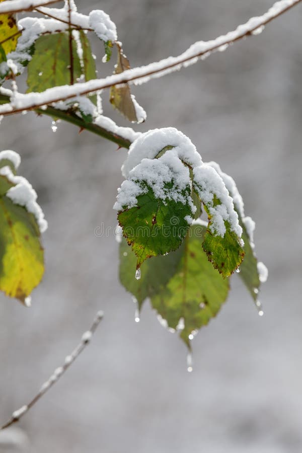 Deciduous tree branch stock image. Image of garden, nature - 267246675