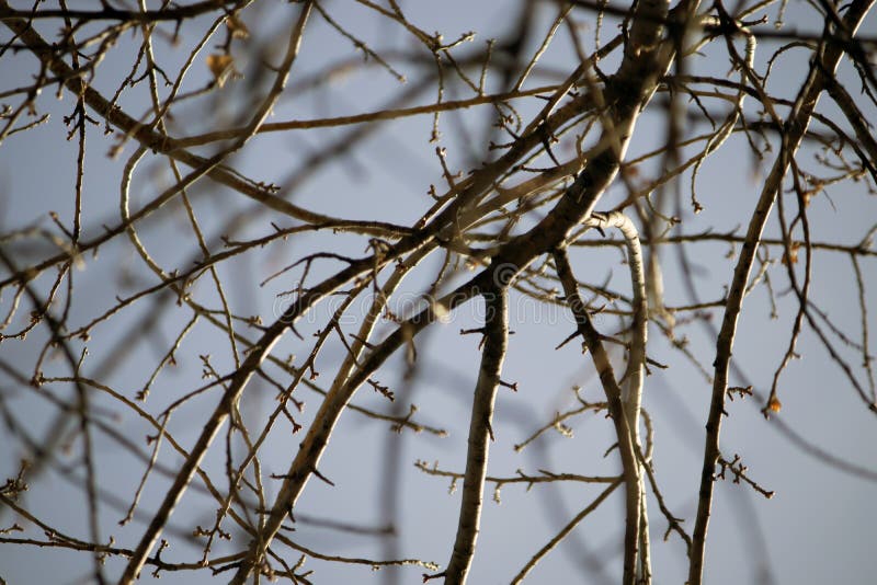 Deciduous Tree Branches Formed Texture. Stock Photo - Image of season ...