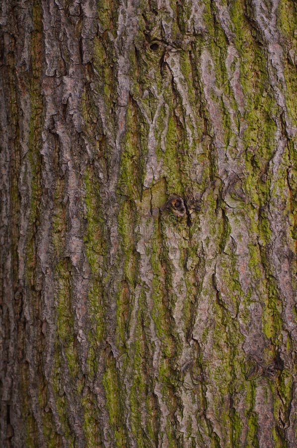 A Deciduous Tree in Close-up. Bark and Moss Structure in Natural ...