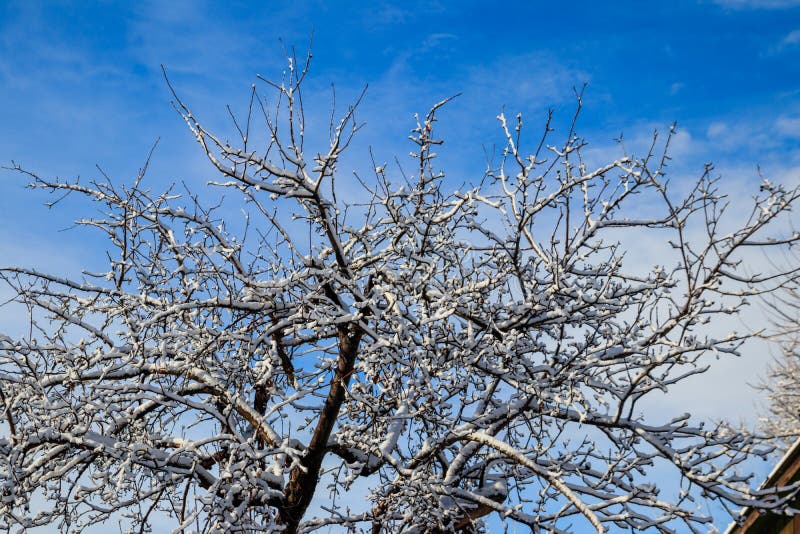 Deciduous Tree Covered with Thick White Snow Stock Image - Image of ...