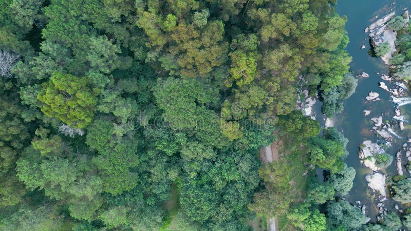Deciduous Tree Forest Near Flowing River. Aerial Topdown Stock Footage ...