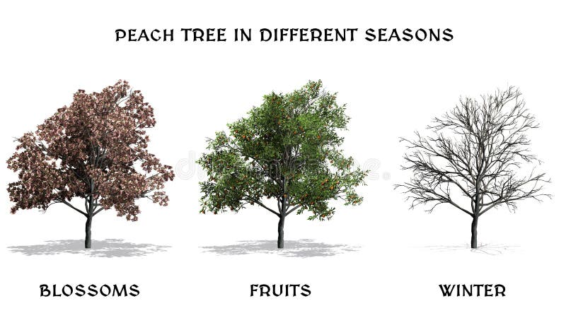 Deciduous Tree in Four Seasons - Cherry Tree Stock Illustration ...