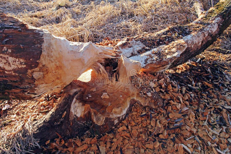 The tree gnawed by beavers stock image. Image of beavers - 53180727