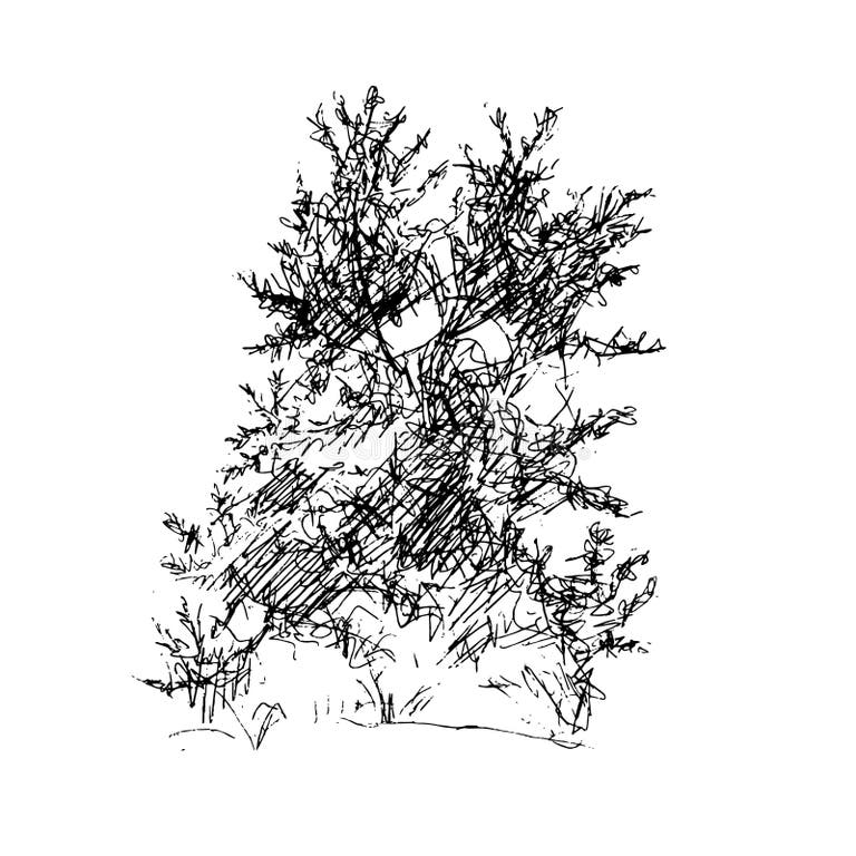 Deciduous Shrub Stock Illustrations – 15,895 Deciduous Shrub Stock ...