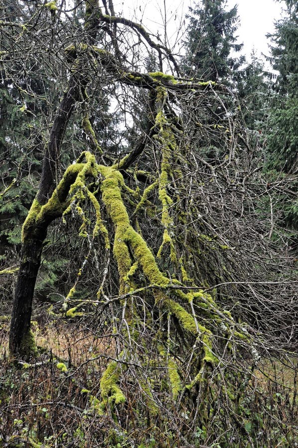 Deciduous Tree with Green Algae in Its Trunks Stock Photo - Image of ...
