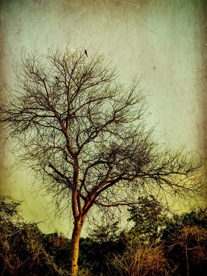 Deciduous Tree in India Image Stock Photo - Image of outdoor ...