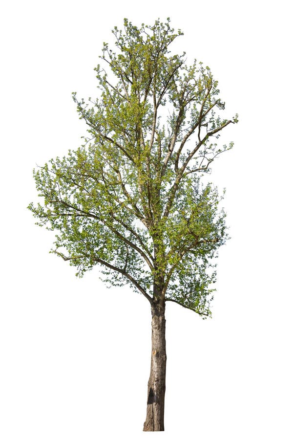 Deciduous Tree Isolated on White Background, Cutout Spring Tree with ...