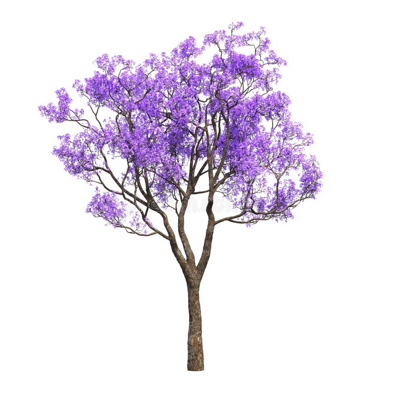 Deciduous Tree, Isolated on White Background Stock Illustration ...