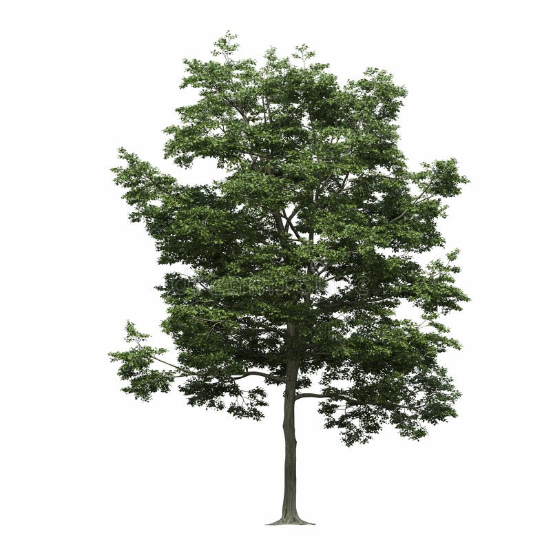 Deciduous Tree, Isolated on White Background Stock Illustration ...