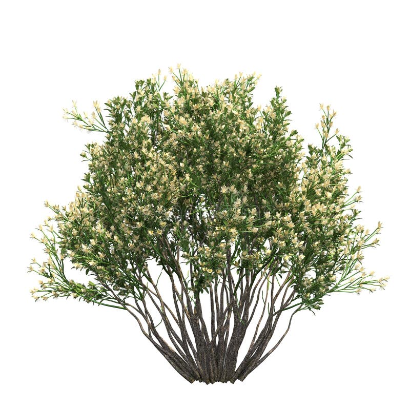 Deciduous Tree, Isolated on White Background Stock Illustration ...