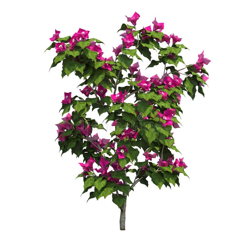 Deciduous Tree, Isolated on White Background Stock Illustration ...