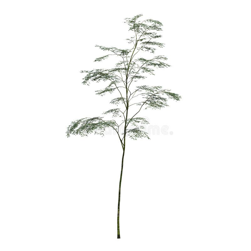 Deciduous Tree, Isolated on White Background Stock Illustration ...