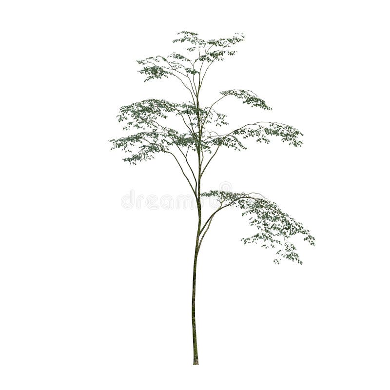 Deciduous Tree, Isolated on White Background Stock Illustration ...