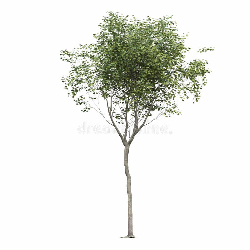 Deciduous Tree, Isolated on White Background Stock Illustration ...