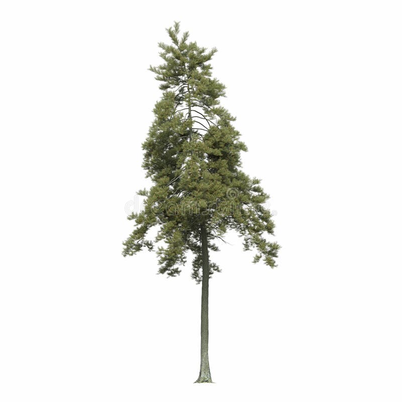 Deciduous Tree, Isolated on White Background Stock Illustration ... Deciduous Tree, Isolated on White Background Stock Illustration ...