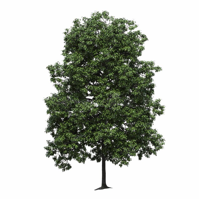 Deciduous Tree and Soil Cut Under it, 3d Render Stock Illustration ...
