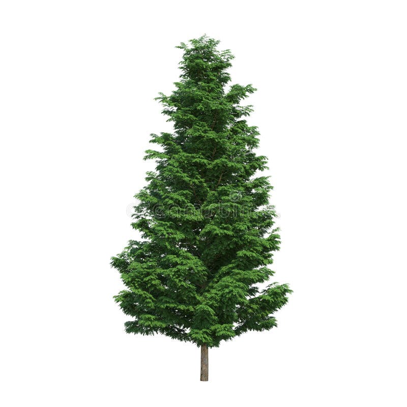 Deciduous Tree, Isolated on White Background Stock Illustration ... Deciduous Tree, Isolated on White Background Stock Illustration ...