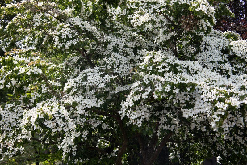 Deciduous Tree with Large White Flowers Stock Image - Image of green ...