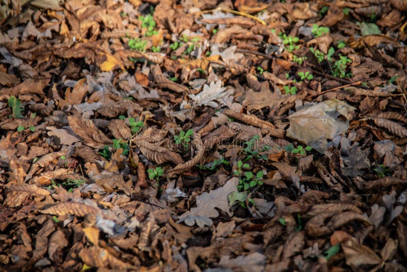 Deciduous Tree Leaf is Fallen Stock Photo - Image of lifestyle ...