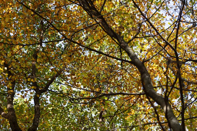 Deciduous tree leaf stock image. Image of botany, fragility - 260073675