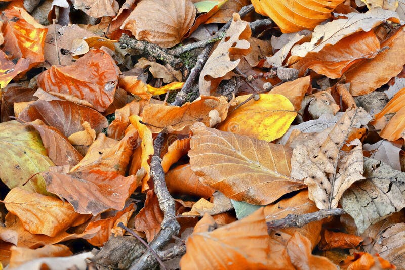 Deciduous tree leaf stock photo. Image of wallpaper - 265509182