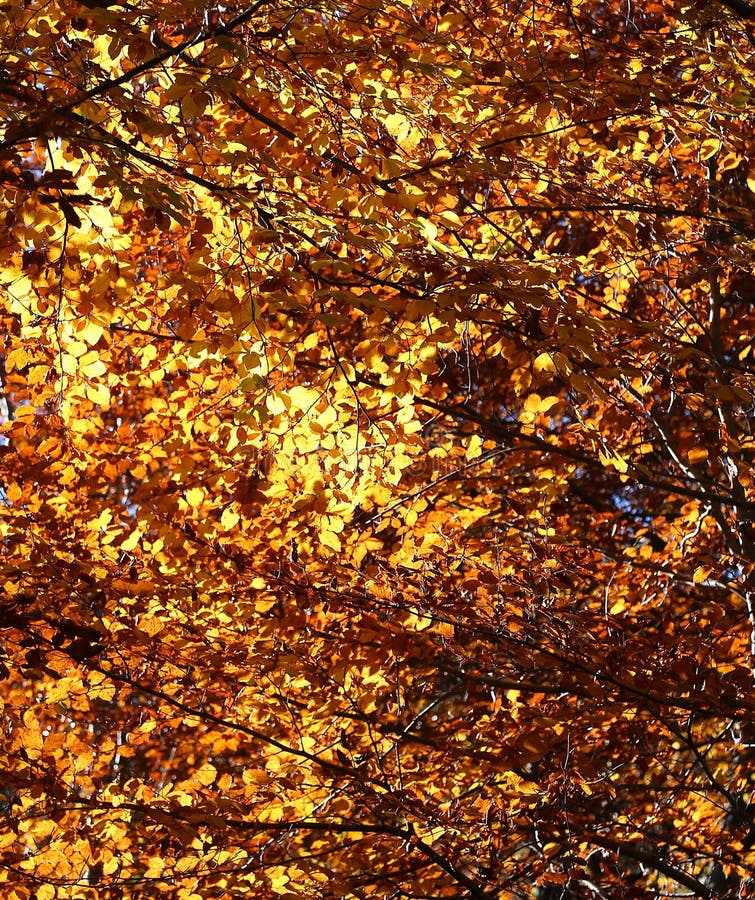 Deciduous Tree Leaves in Autumn Forest Stock Image - Image of : 143426539