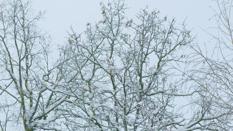 Deciduous Tree Like Birch Tree Bare and Leafless Covered in Snow ...