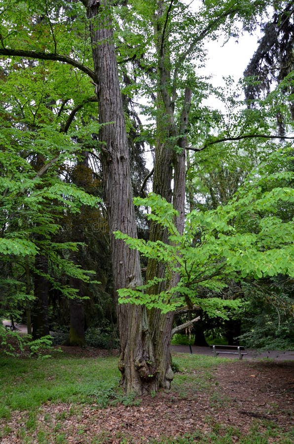 Is a Deciduous Tree Native To the Balkans and the Mediterranean. the ...