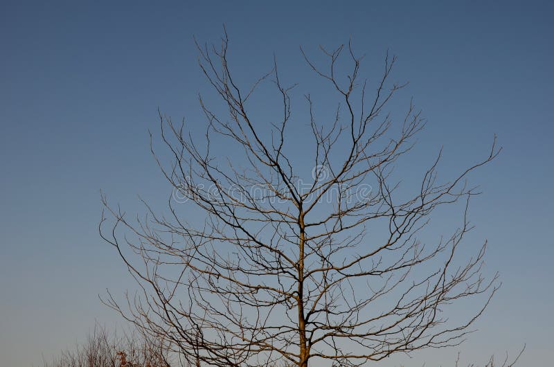 Is a Deciduous Tree, Native To North America. it Grows To a Height of ...