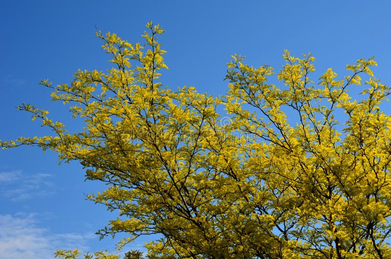 Is a Deciduous Tree, Native To North America. it Grows To a Height of ...