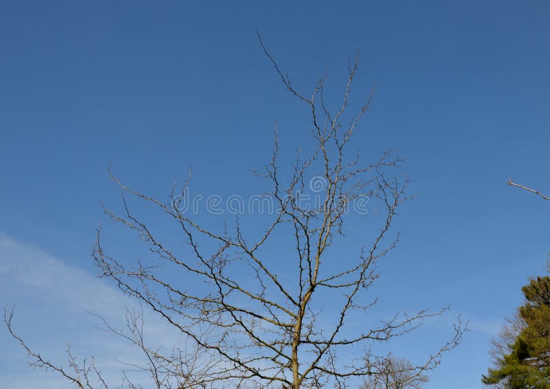 Is a Deciduous Tree, Native To North America. it Grows To a Height of ...