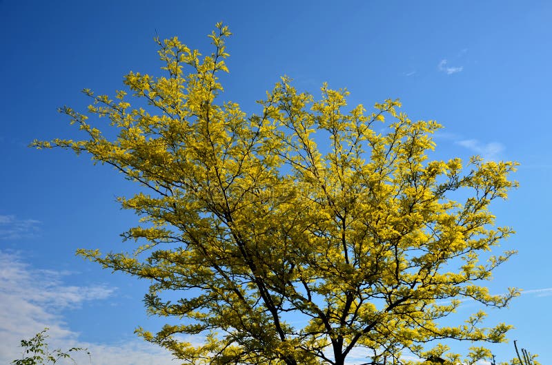 Is a Deciduous Tree, Native To North America. it Grows To a Height of ...