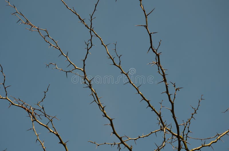 Is a Deciduous Tree, Native To North America. it Grows To a Height of ...